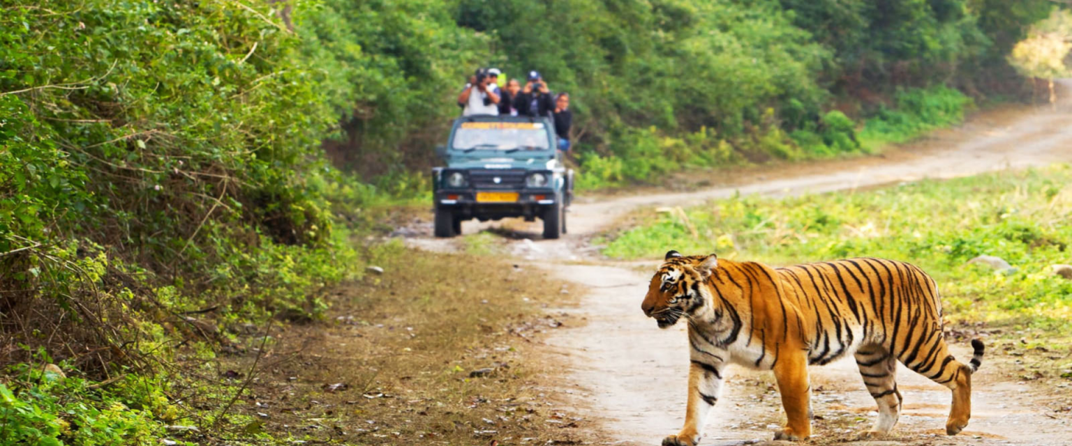 Wildlife Tour Package - Ranthambore Tiger Safari