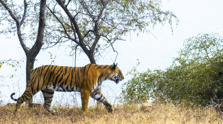 Tiger T-120 Ganesh | Photos, Identification and Sightings ...