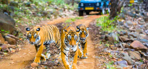About Ranthambhore National Park Tiger Safari