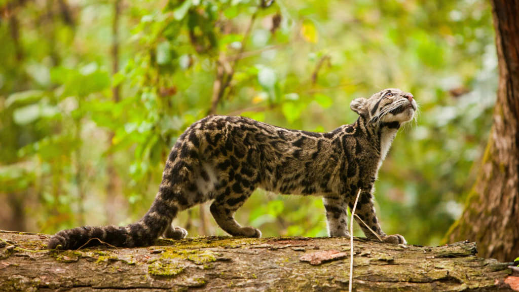 Manas National Park, Manas Online Safari Booking